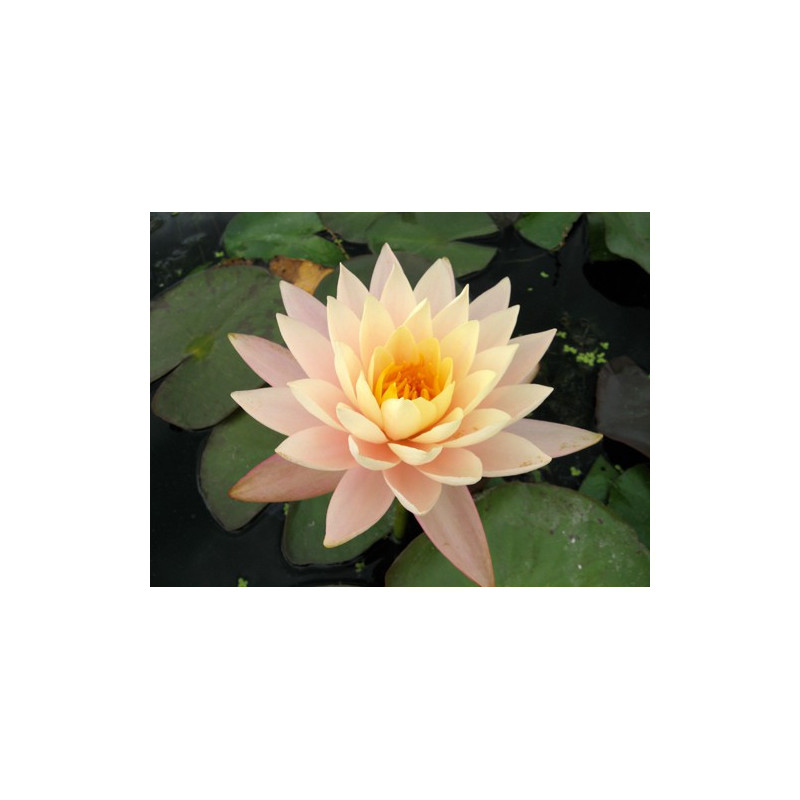 Nymphaea Peach Sunrise, nénuphar rustique couleur cuivre