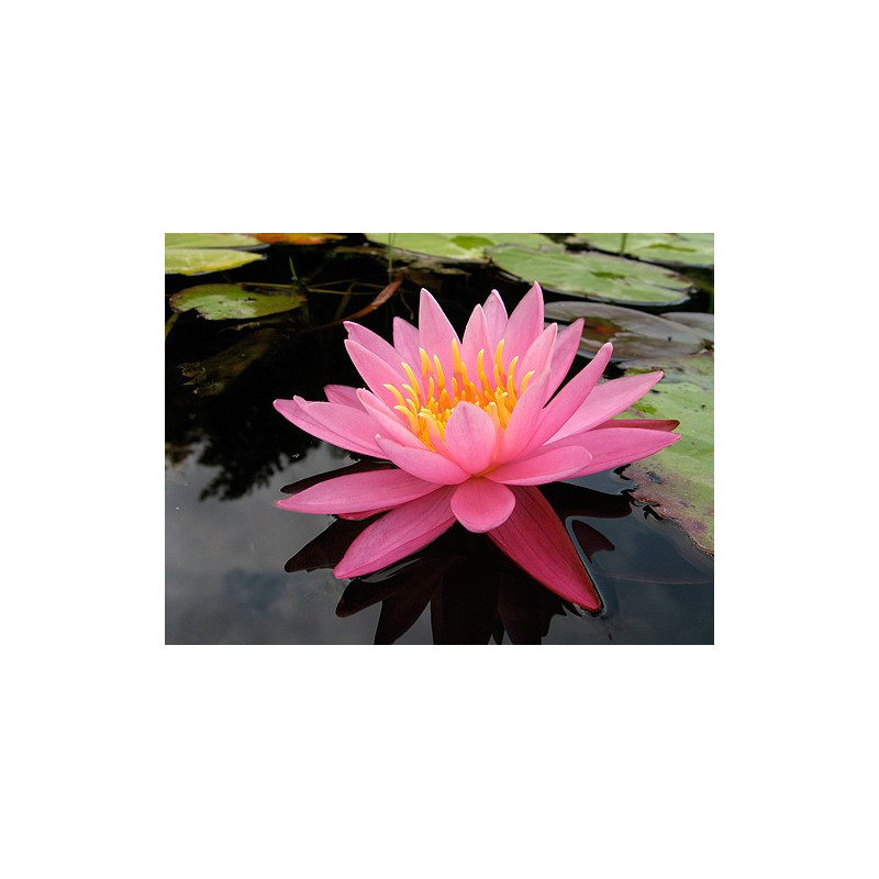 Nymphaea 'Dallas', nénuphar rustique couleur rose