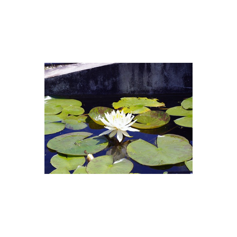 Nymphaea 'Lemon Mist', nénuphar rustique couleur jaune